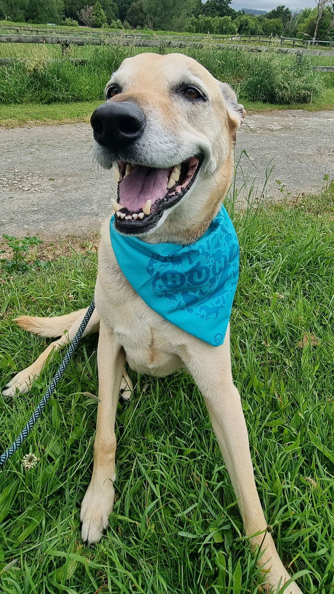 Dog Bandana – HUHA Online Store