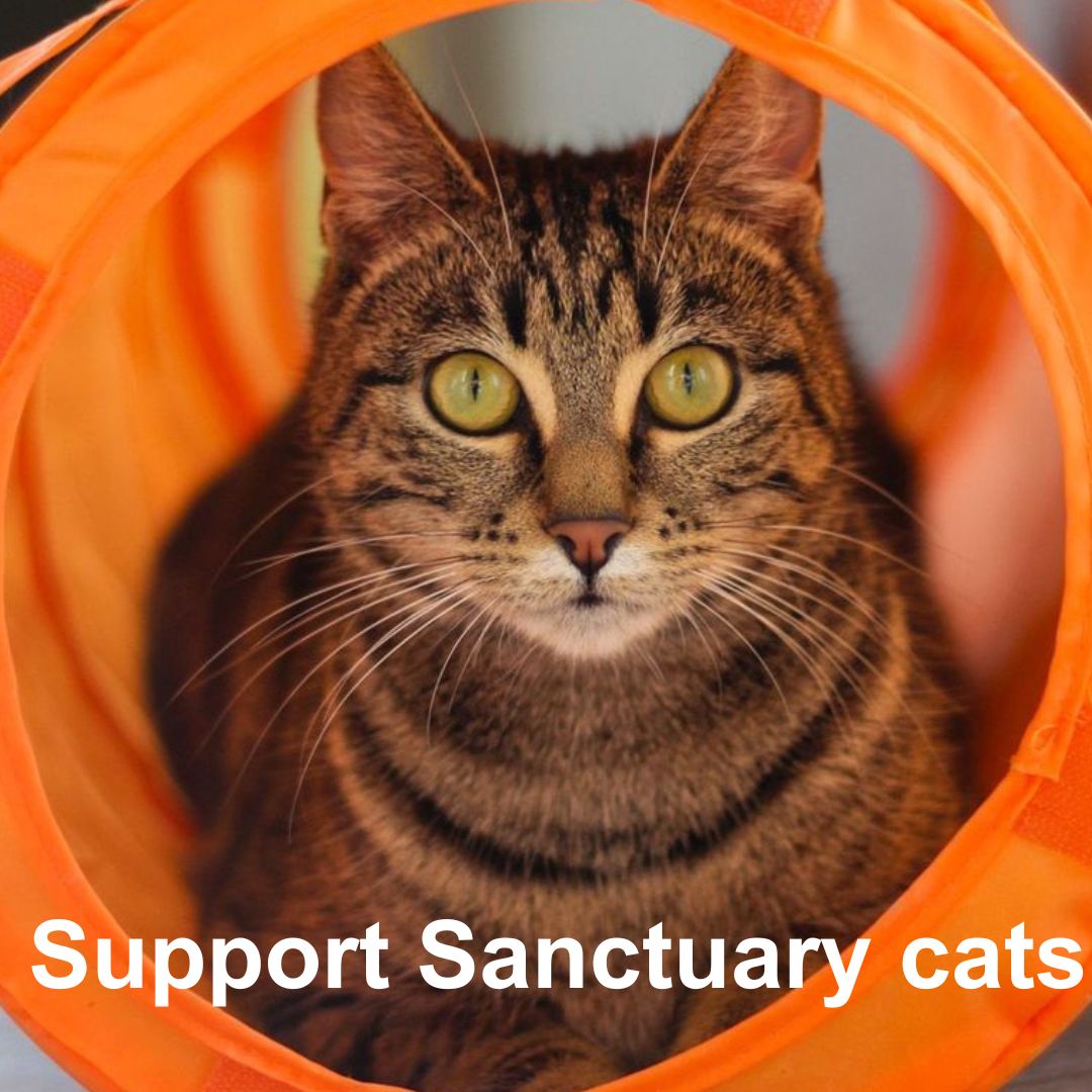 Support Sanctuary Cats – HUHA Online Store