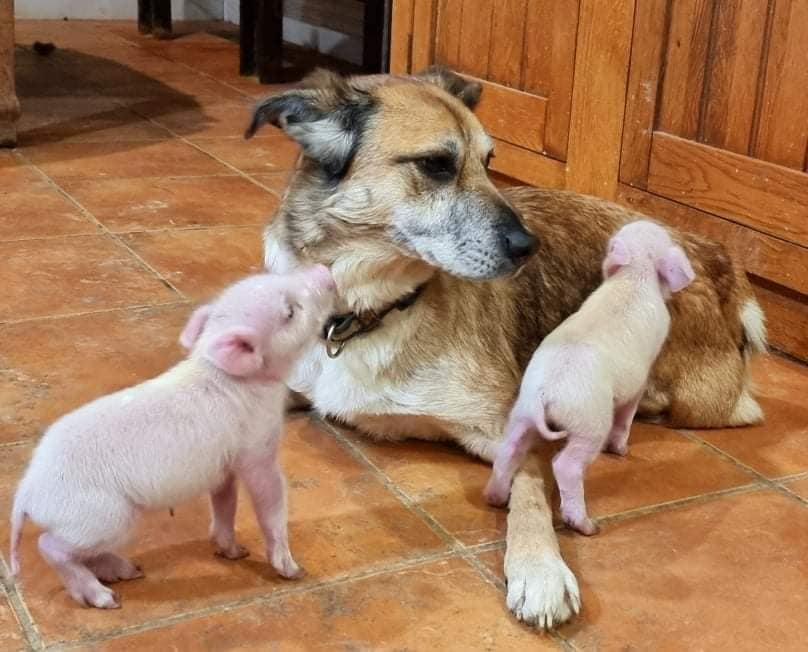 Support Sanctuary Dogs – HUHA Online Store